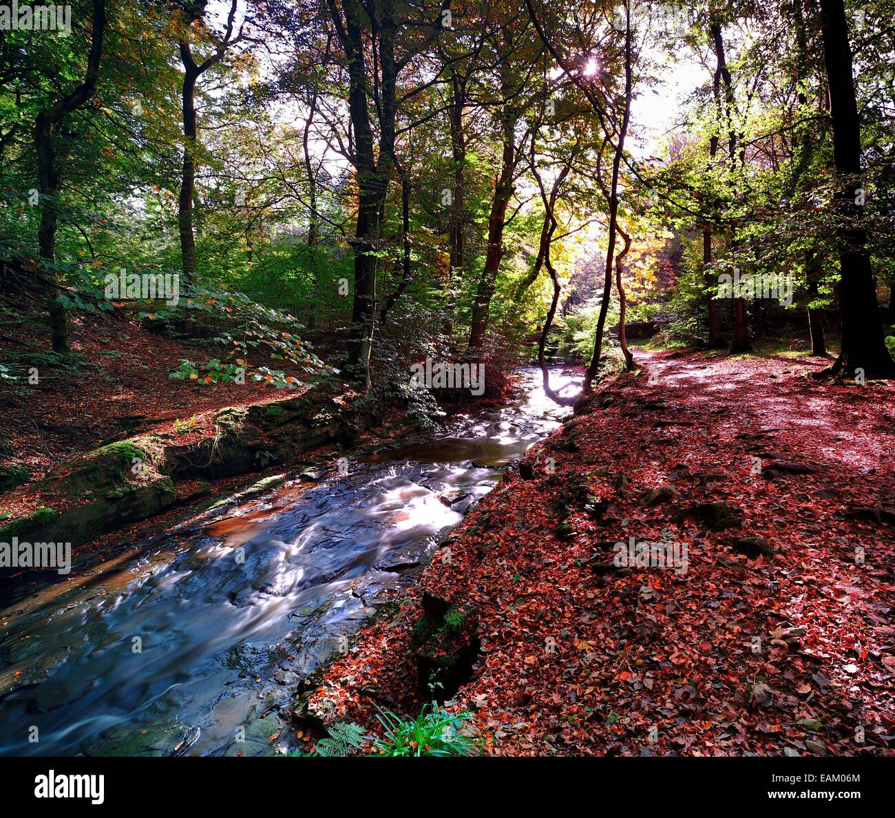 Sunlight on a Fall Stream Stock Photo - Alamy