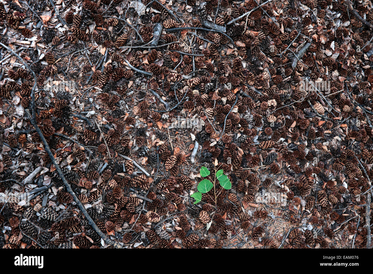 Usa forest green light hi-res stock photography and images - Alamy