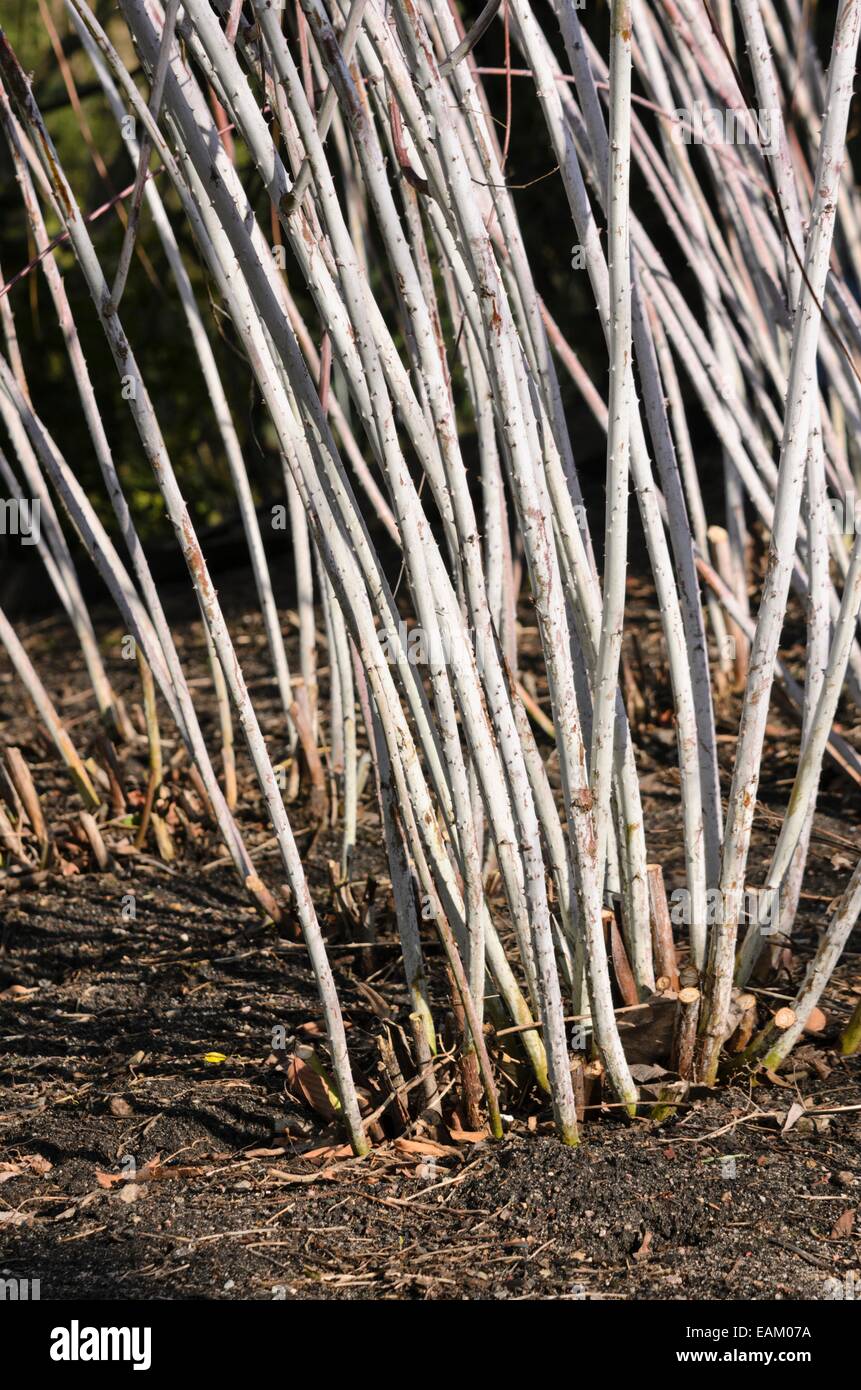 White-stemmed bramble (Rubus cockburnianus Stock Photo - Alamy