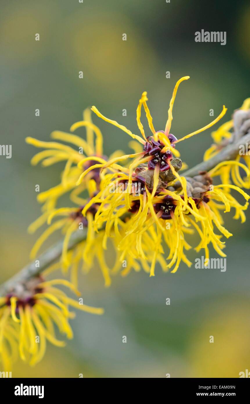 Hamamelis hi-res stock photography and images - Alamy