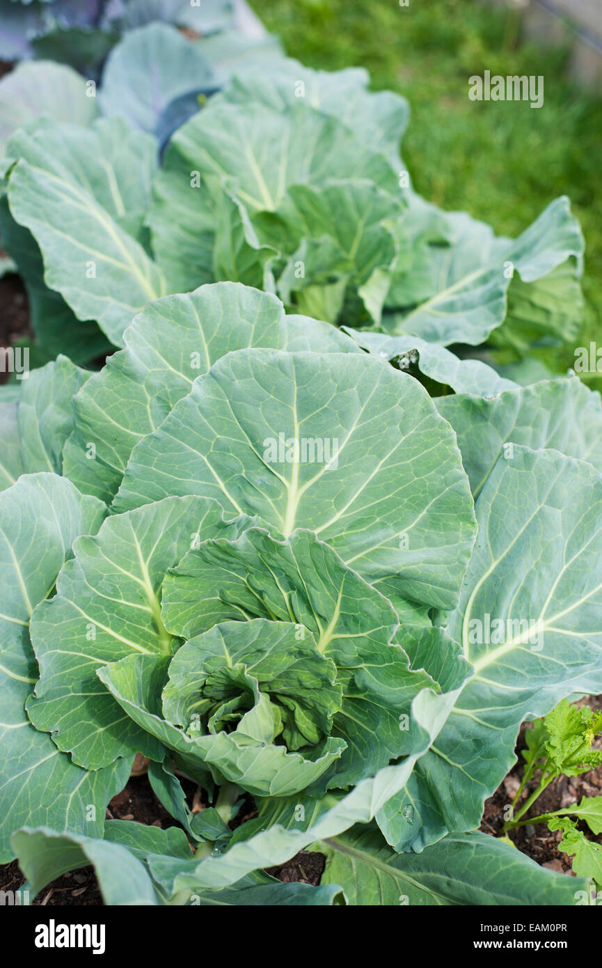Closeup Of Large Cabbages Growing In A Front Yard Garden In A ...