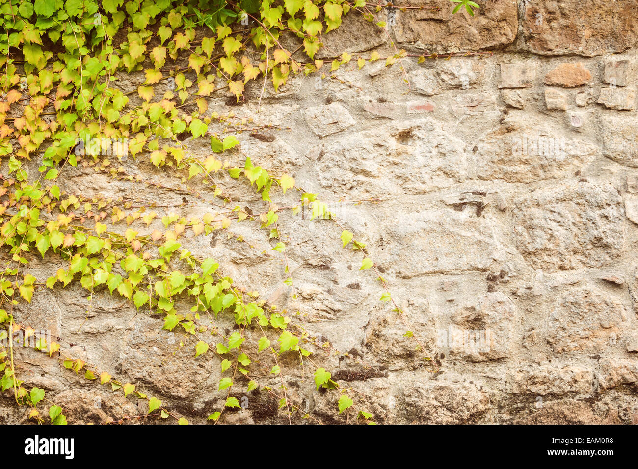 Wall of meandering green plant background Stock Photo - Alamy