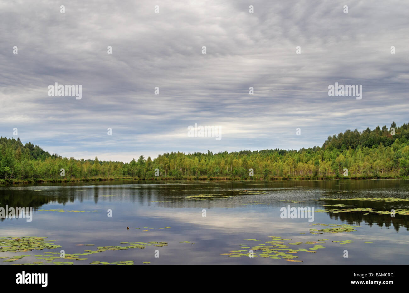 Summer lake landscape with lilyes. Panorama Stock Photo - Alamy