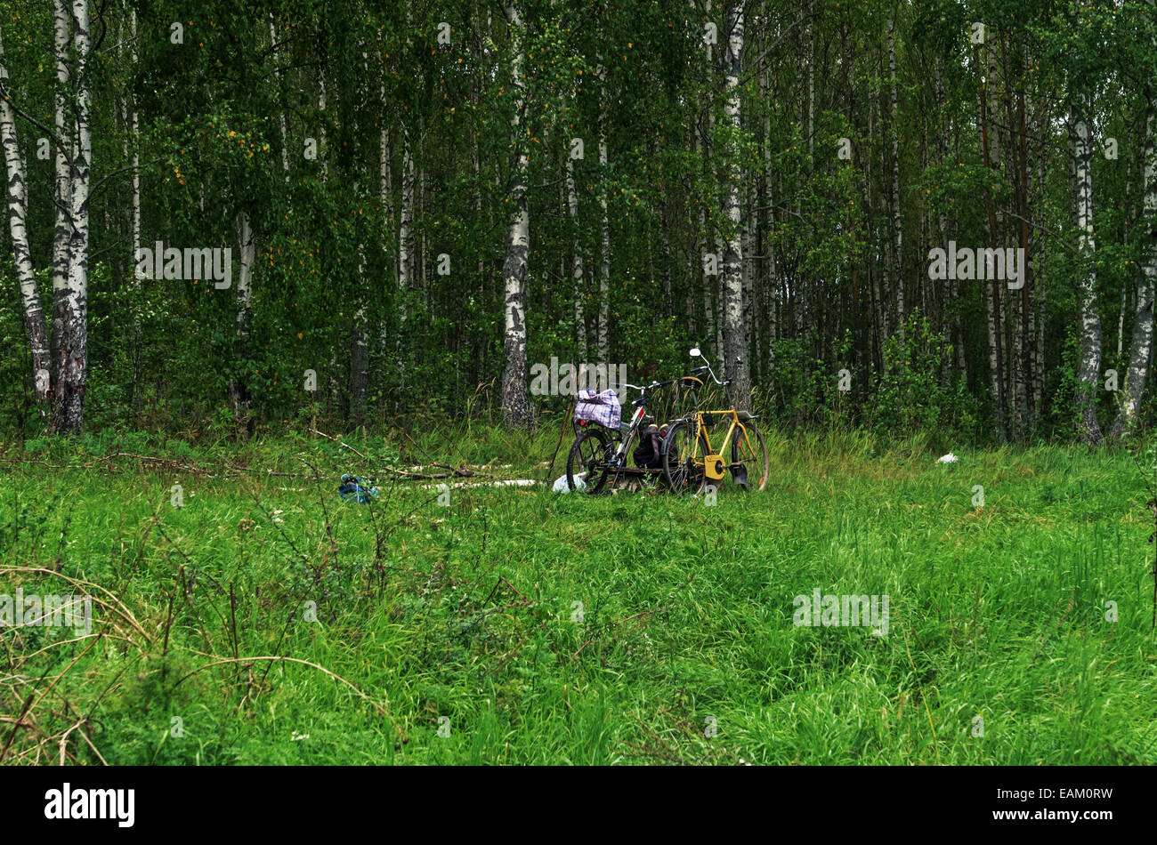 Forest landscape with bicycles Stock Photo - Alamy