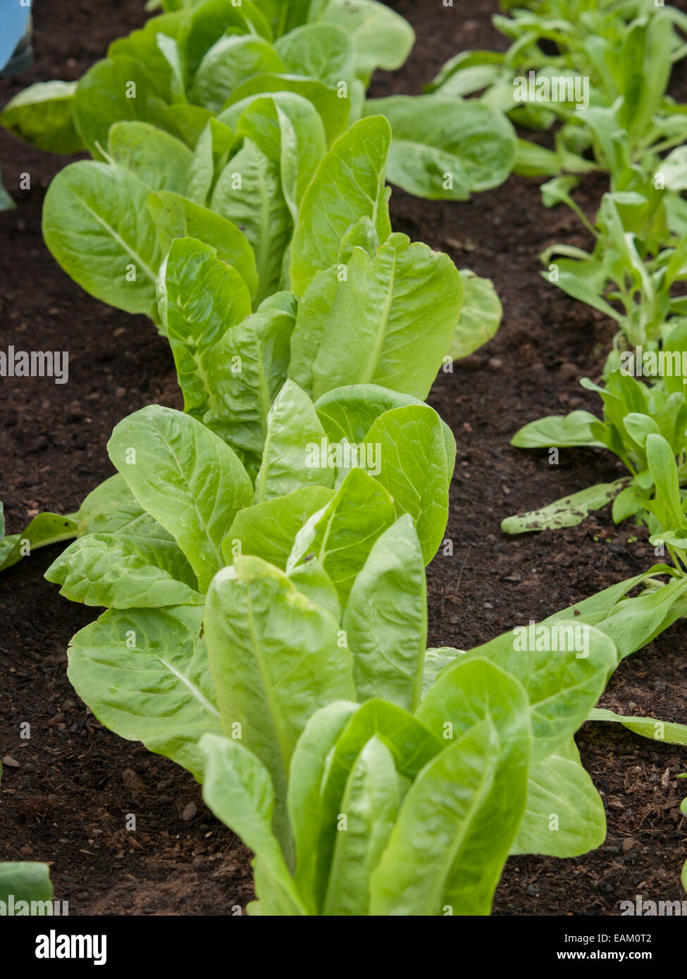 Lettuce row garden hi-res stock photography and images - Alamy