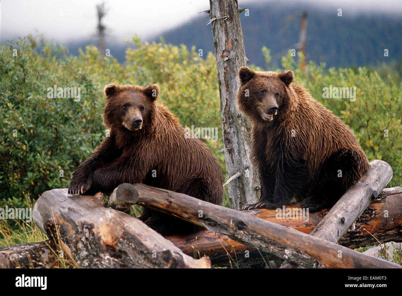 Bear adolescent grizzly bear hi-res stock photography and images - Alamy