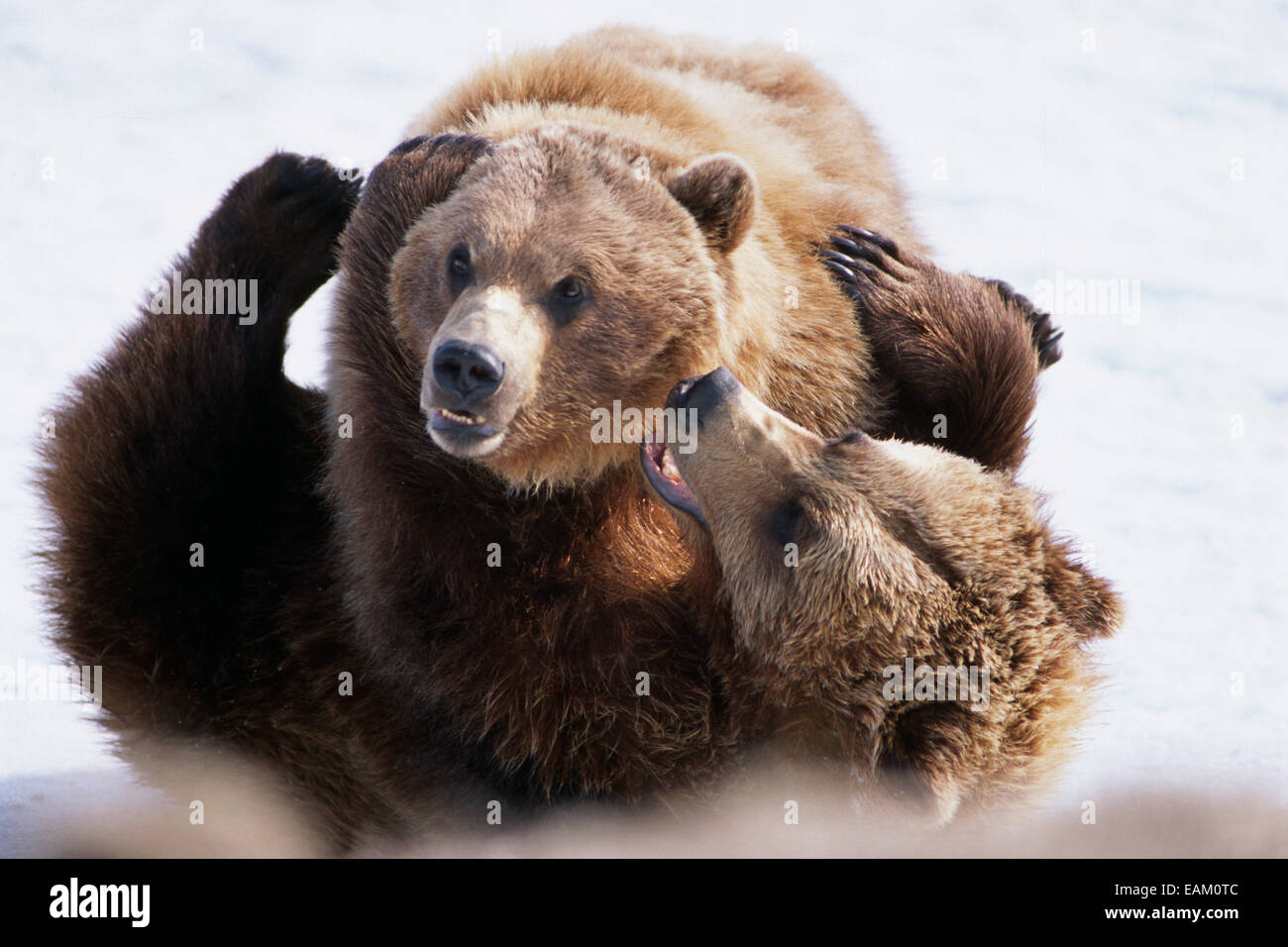 Close-Up Of Two Grizzly Bears Play Fighting At The Alaska Wildlife ...
