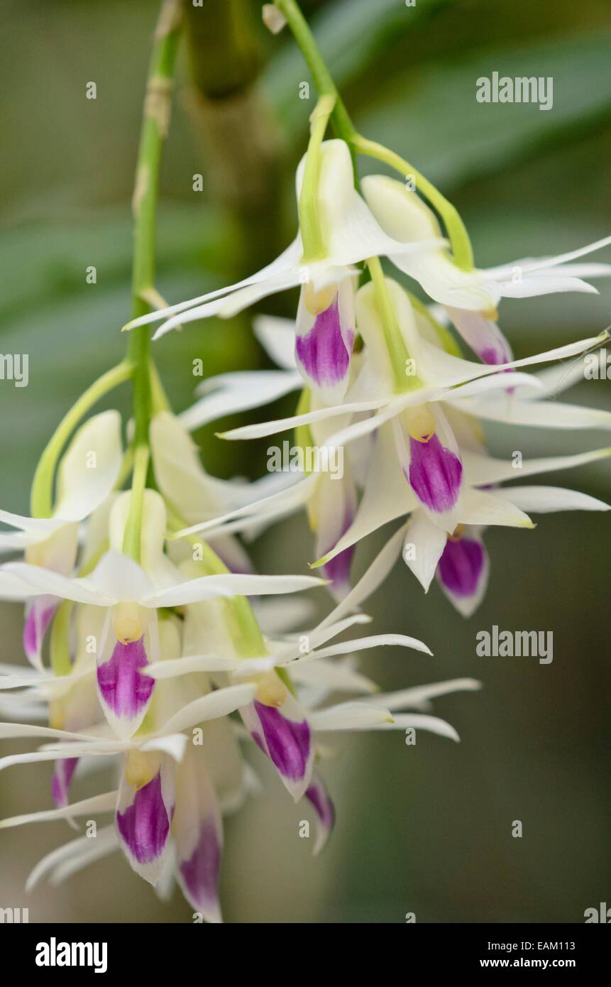Dendrobium species hi-res stock photography and images - Alamy