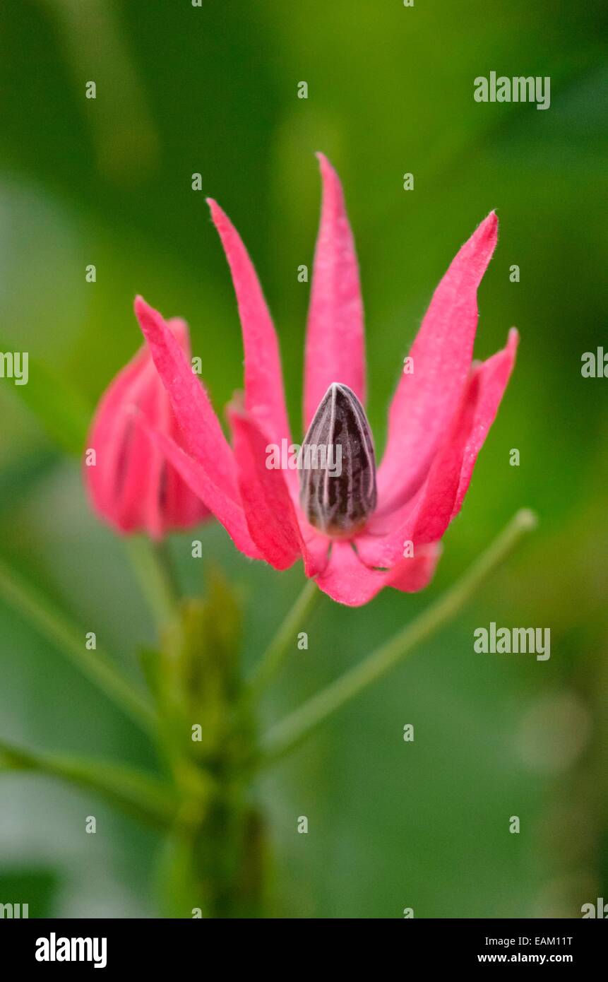 Brazilian candles (Pavonia multiflora Stock Photo - Alamy
