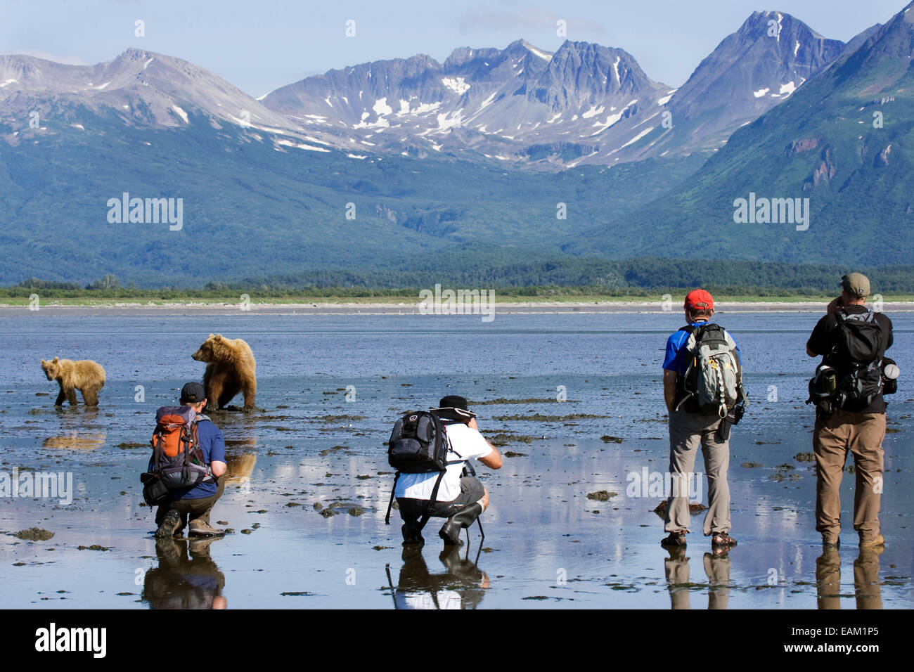 Group Of Photographers Photographing A Grizzly At Hallo Bay In The ...