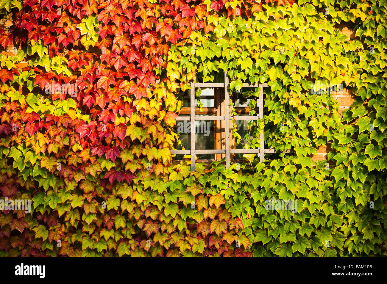 Window with red and green vine plant in autumn Stock Photo - Alamy