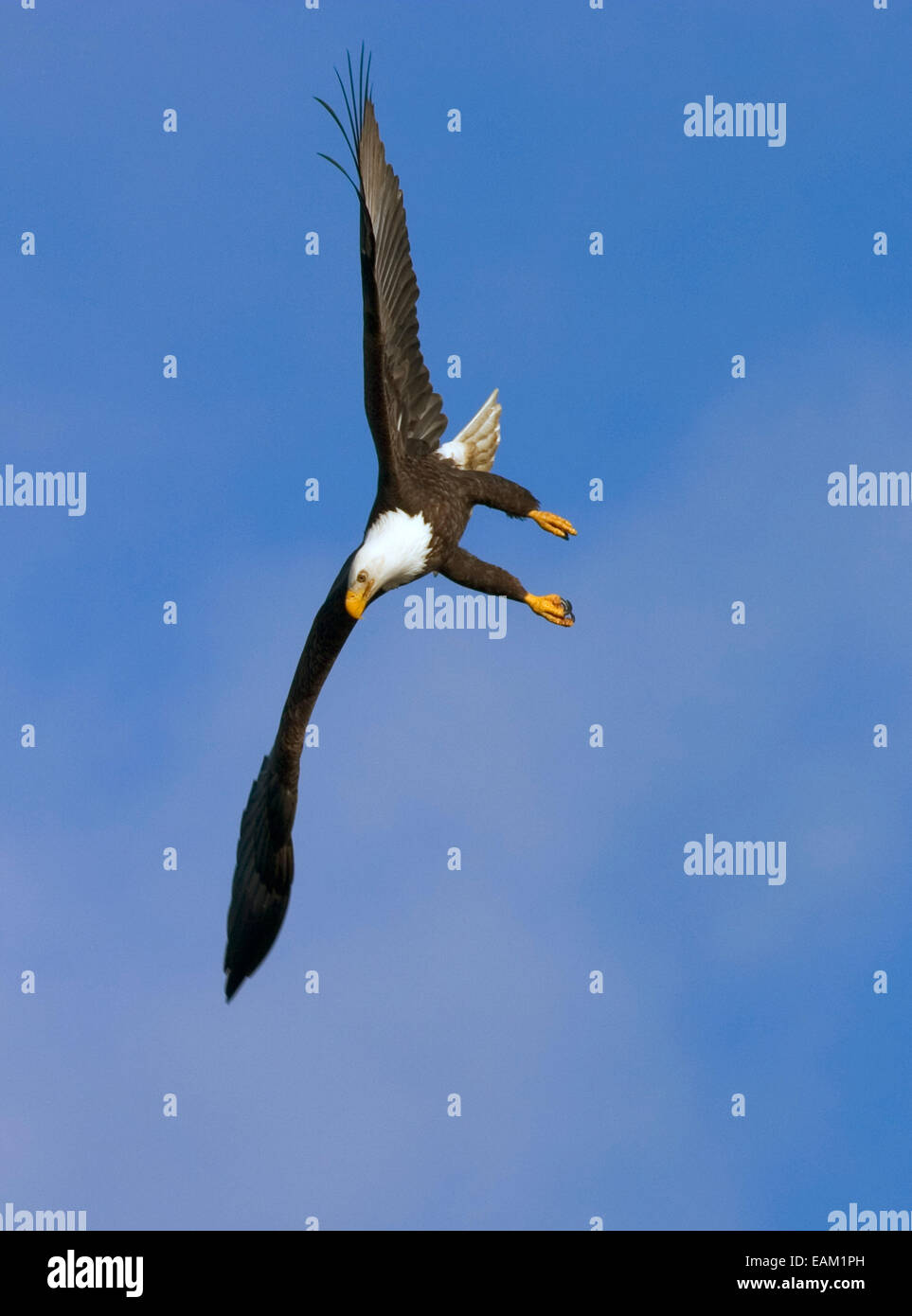 Bald Eagle In Acrobatic Flight Turned Vertical Ak Kp Winter Homer Spit ...