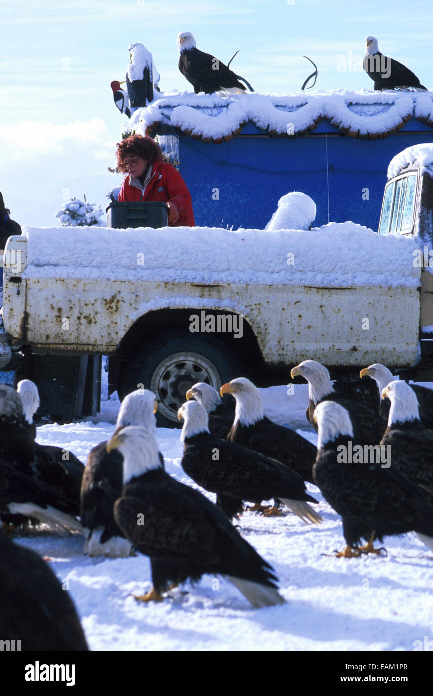 Feeding Bald Eagles On Homer Spit Homer Ak Winter Stock Photo - Alamy