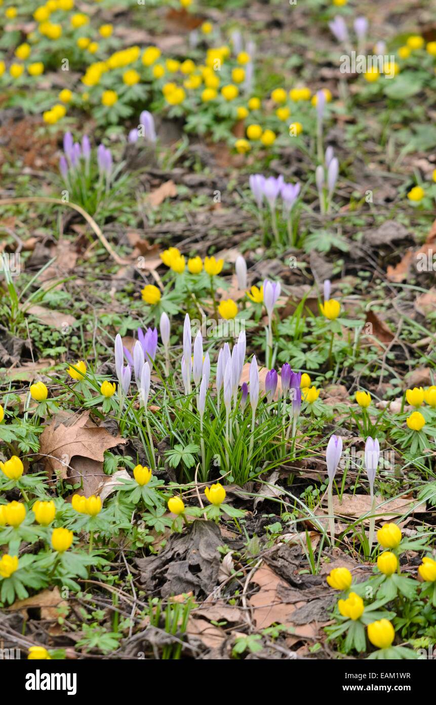 Early crocus (Crocus tommasinianus) and winter aconite (Eranthis ...