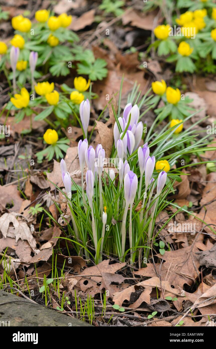 Early crocus (Crocus tommasinianus) and winter aconite (Eranthis ...
