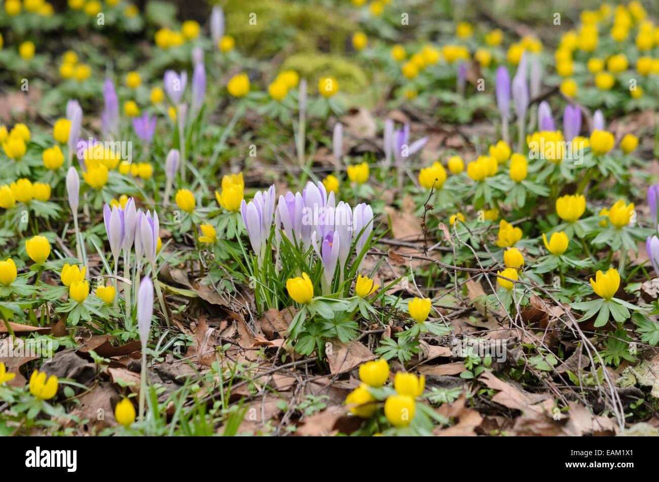 Early crocus (Crocus tommasinianus) and winter aconite (Eranthis ...