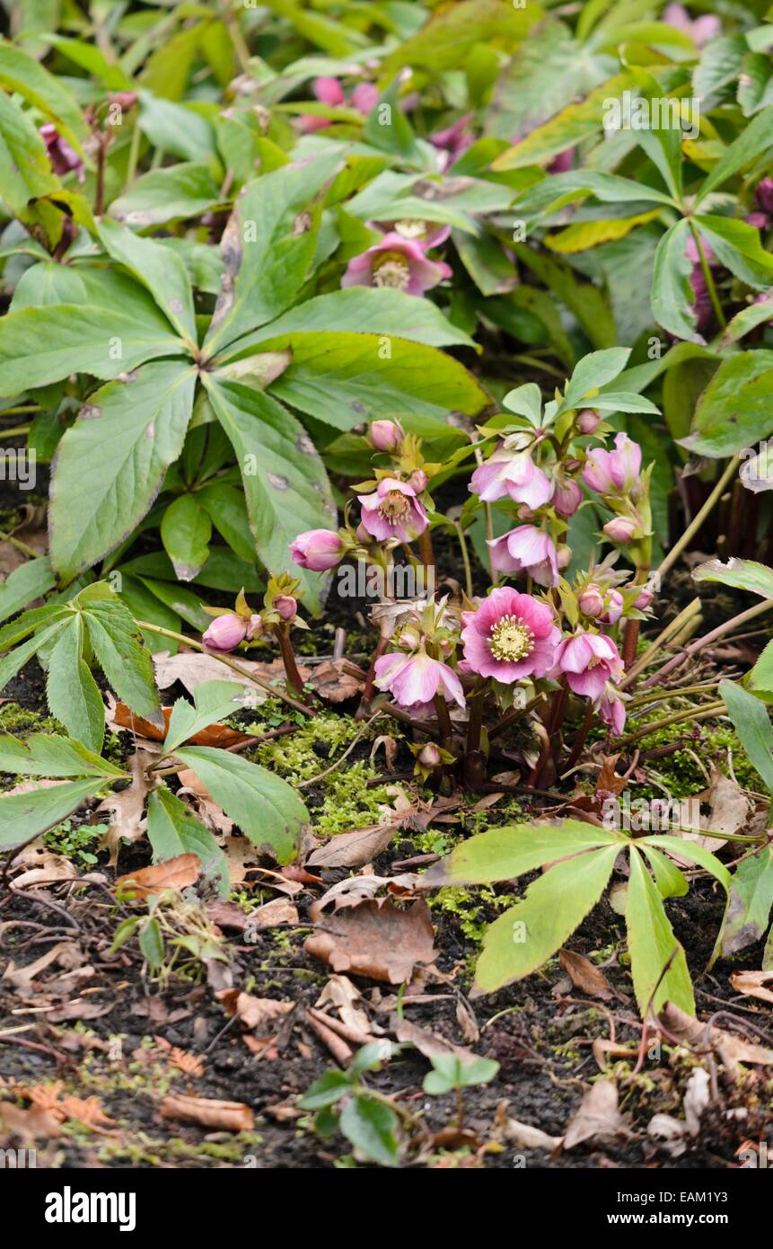 Lenten roses hi-res stock photography and images - Alamy