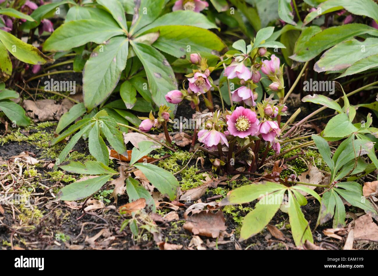 Lenten roses hi-res stock photography and images - Alamy