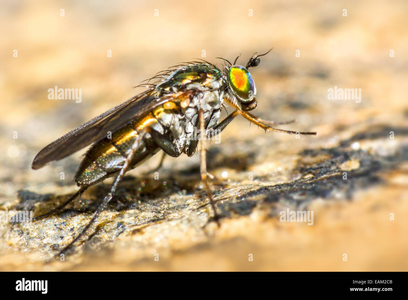 Portrait of a fly Stock Photo - Alamy