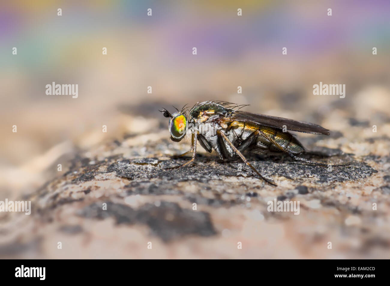 Portrait of a fly Stock Photo - Alamy