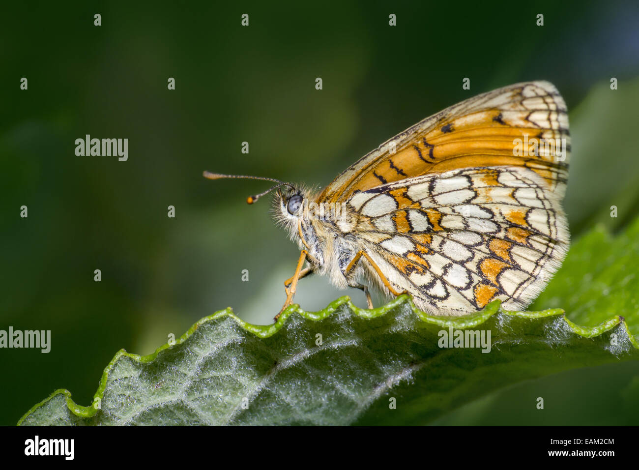 The Heath Fritillary (Melitaea athalia Stock Photo - Alamy