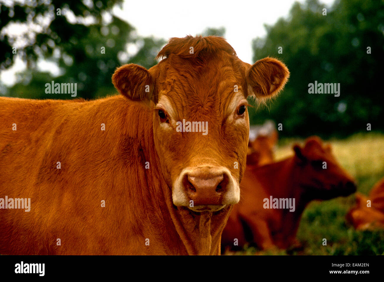 Commercial breed cow close hi-res stock photography and images - Alamy