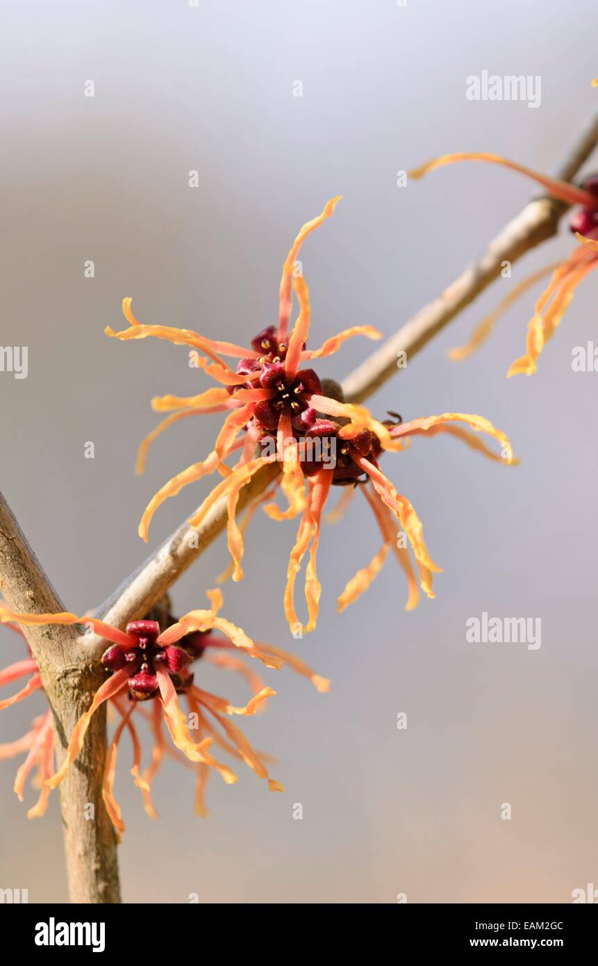 Ruby glow hi-res stock photography and images - Alamy