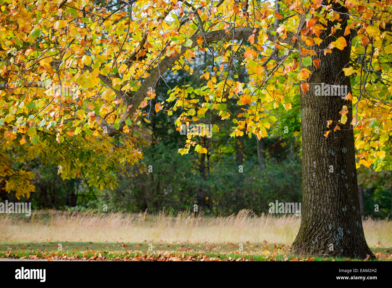 Changing the color hi-res stock photography and images - Alamy