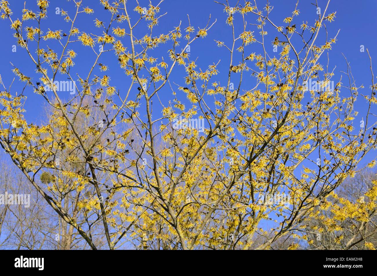 Chinese Witch Hazel Stock Photos & Chinese Witch Hazel Stock Images - Alamy