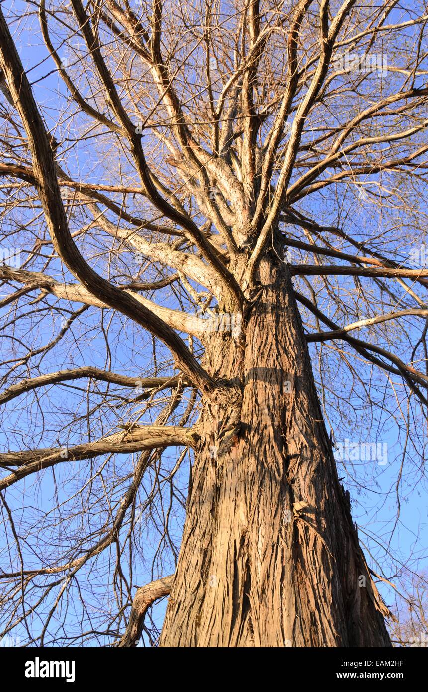 Swamp cypress (Taxodium distichum Stock Photo - Alamy
