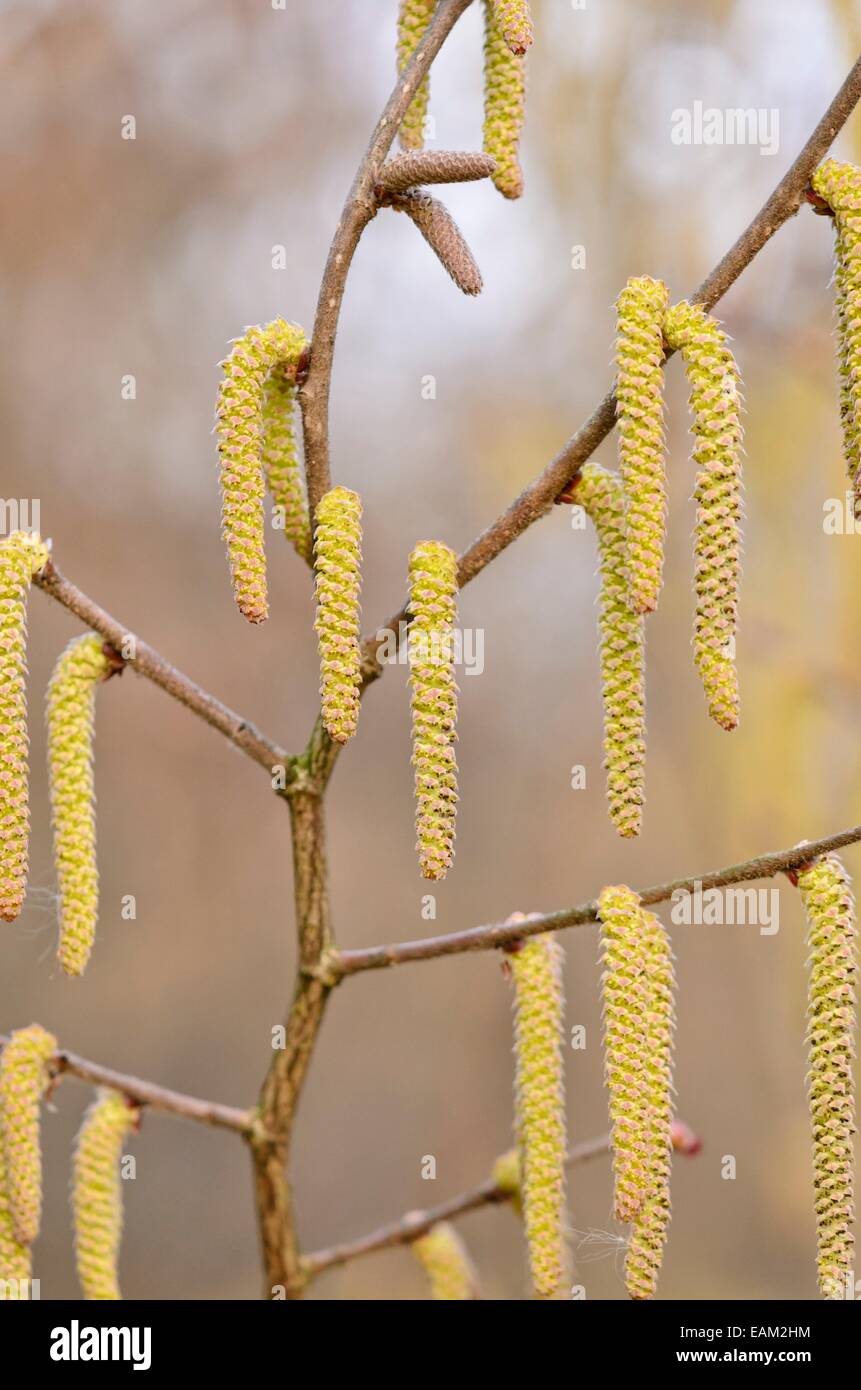Japanese hazel (Corylus sieboldiana) with male flowers Stock Photo - Alamy