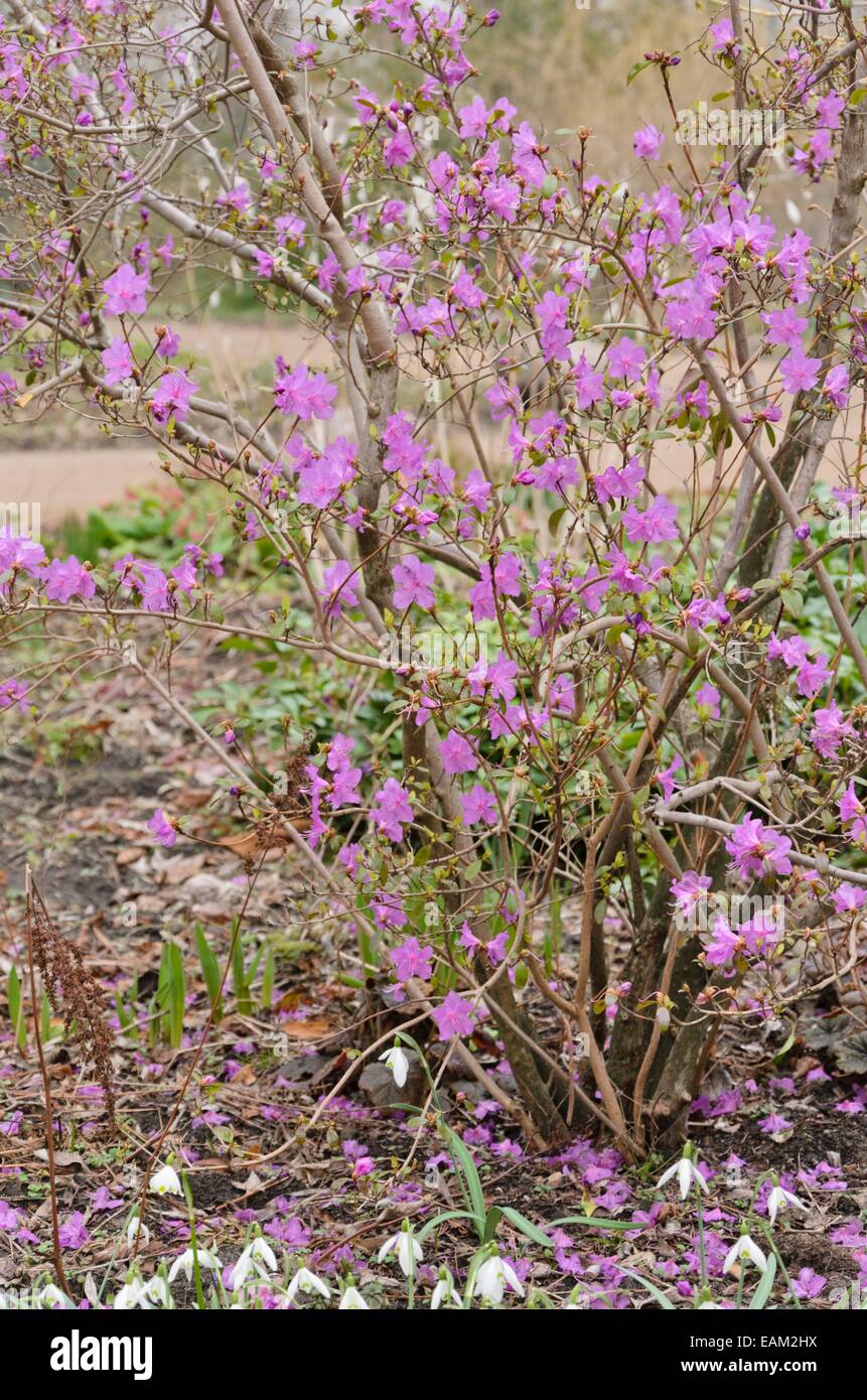 Snow azalea (Rhododendron mucronulatum Stock Photo - Alamy
