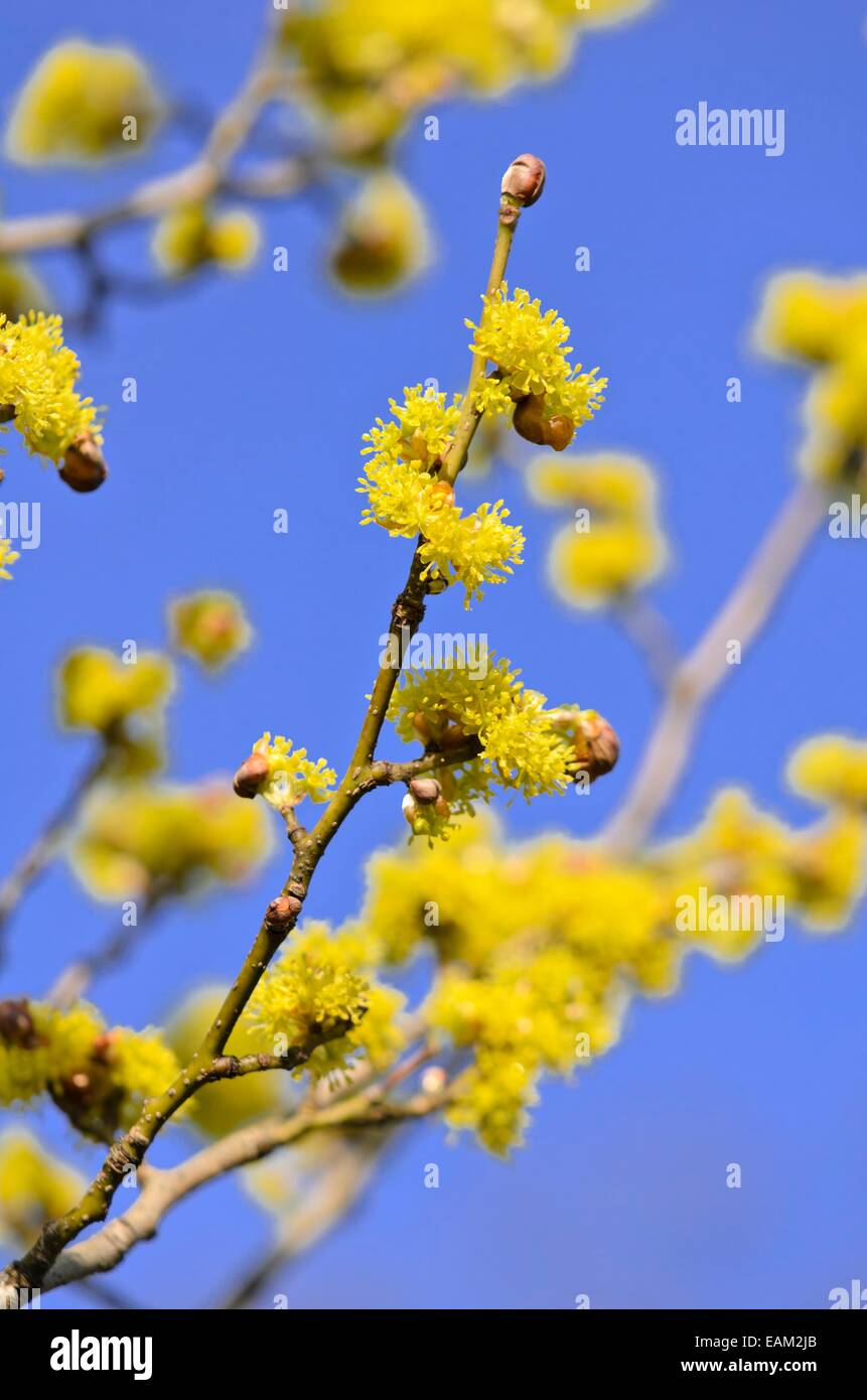 Lindera hi-res stock photography and images - Alamy