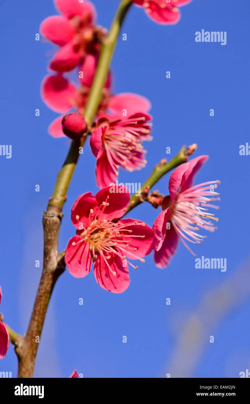 Japanese plum tree hi-res stock photography and images - Alamy
