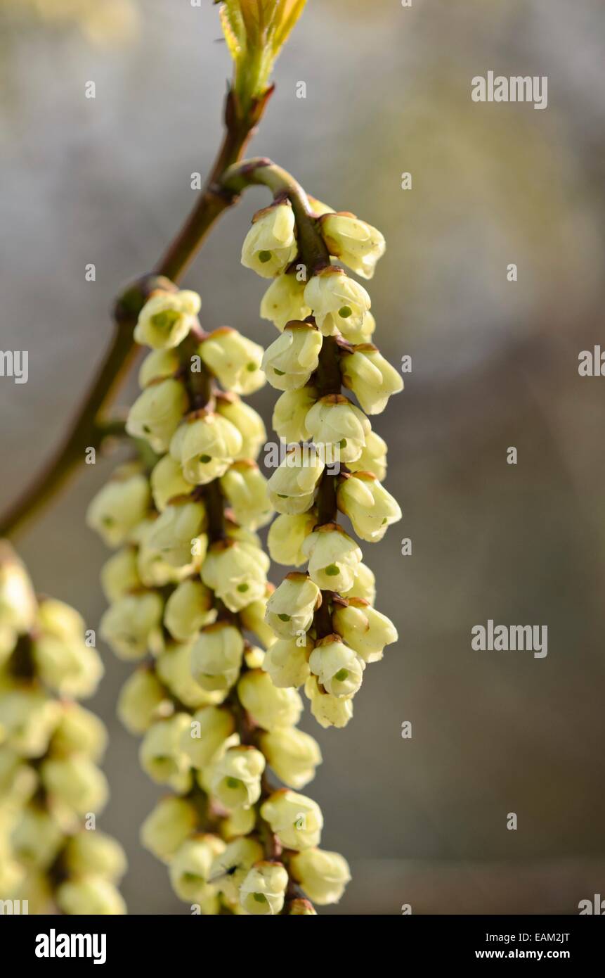 Praecox hi-res stock photography and images - Alamy