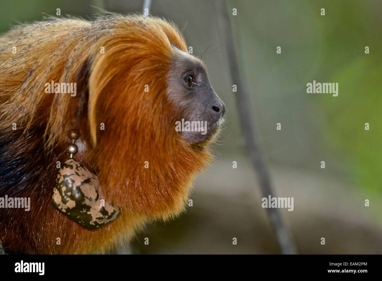 Golden Lion Tamarin (Leontopithecus rosalia) endangered species ...