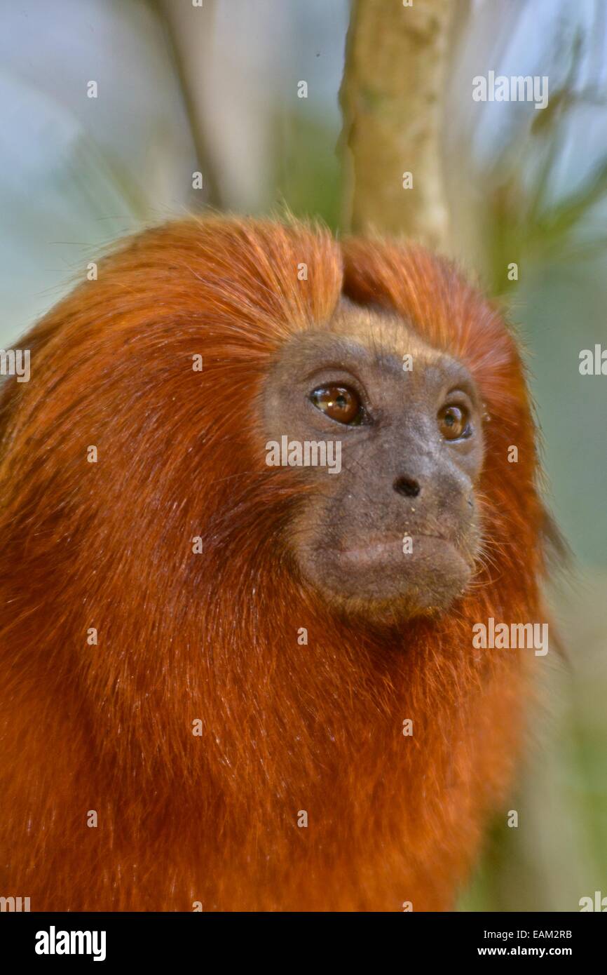 Golden Lion Tamarin (Leontopithecus rosalia) endangered species ...