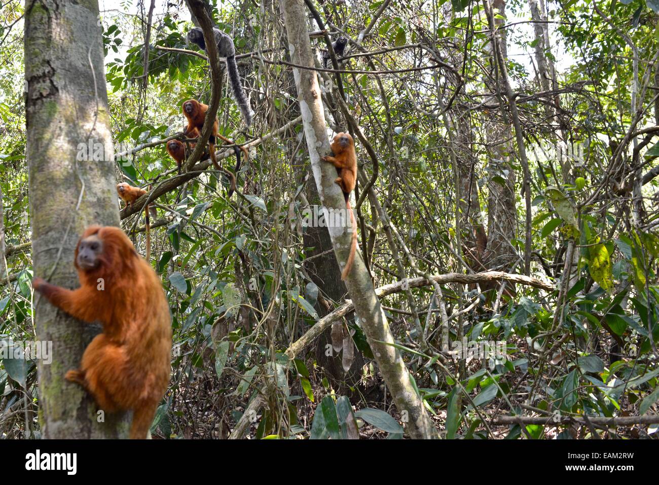 Golden Lion Tamarin (Leontopithecus rosalia) endangered species ...