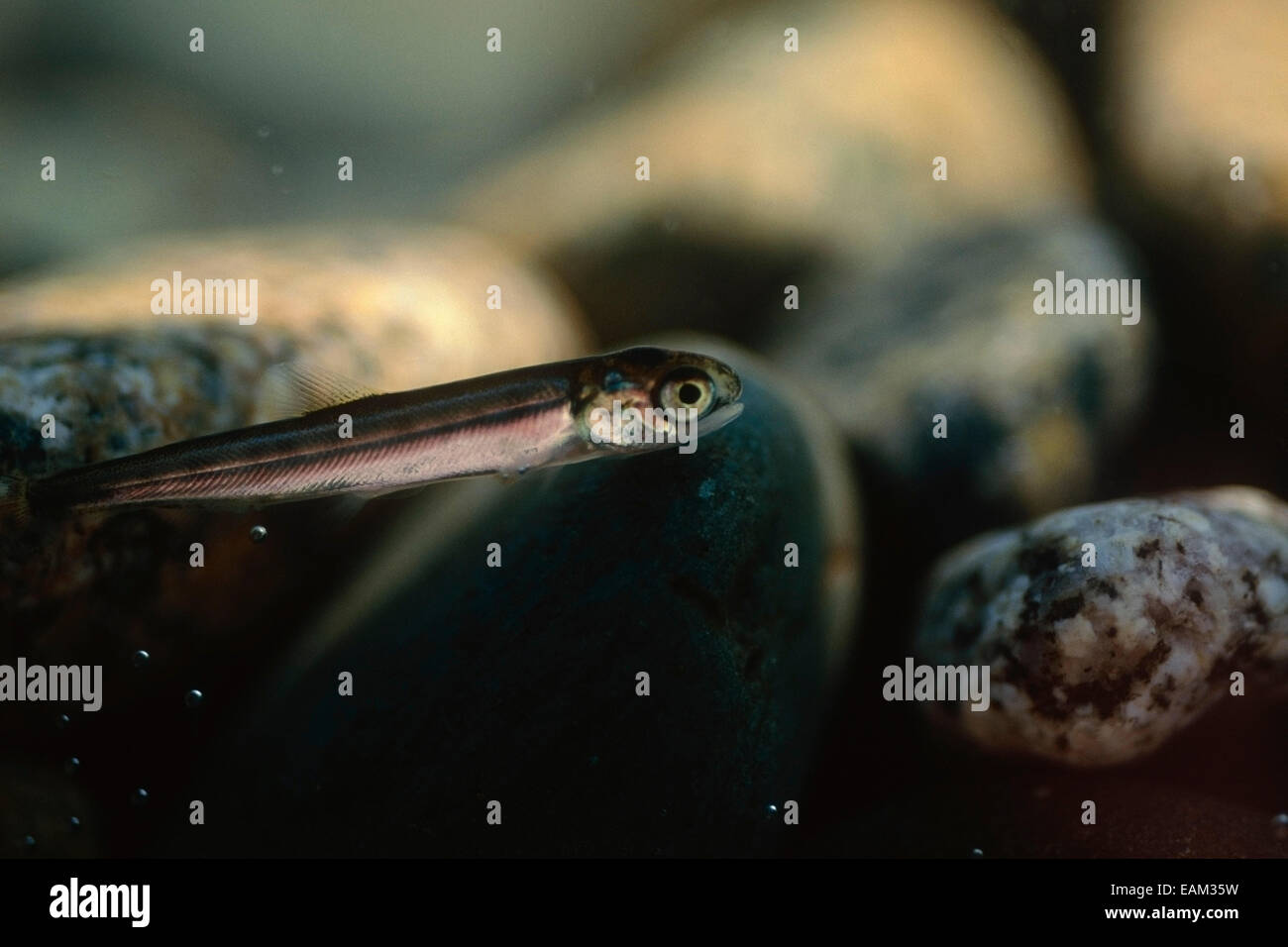 Close-Up Of Sockeye Salmon Fry Swimming Underwater Stock Photo - Alamy