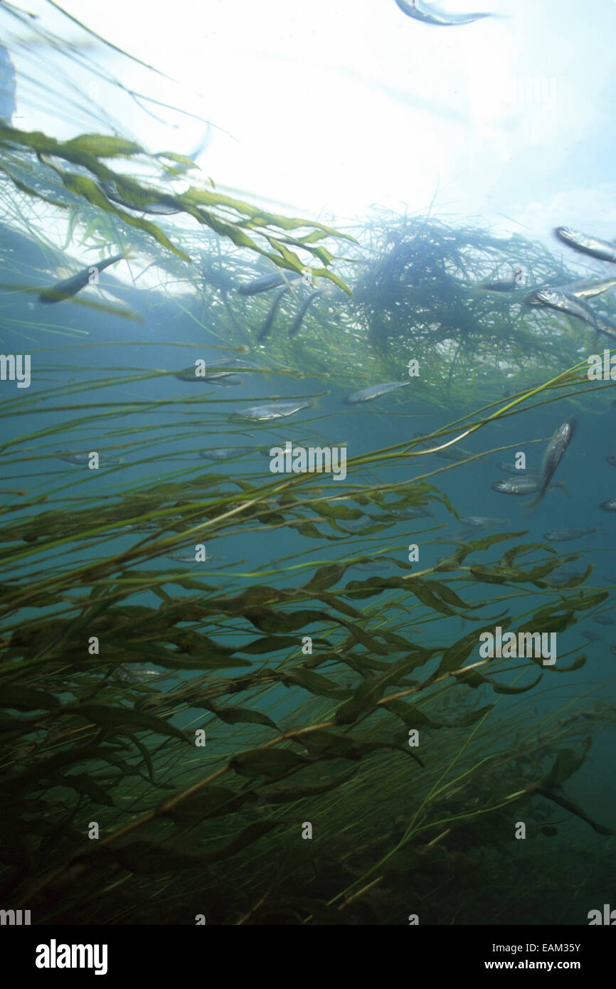 School Of Salmon Parr Swimming Underwater Stock Photo - Alamy