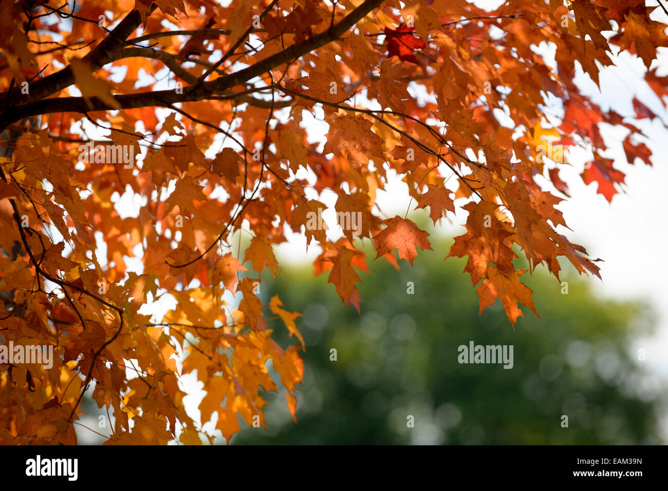 Fall foliage, leaves on tree branch changing color Stock Photo - Alamy