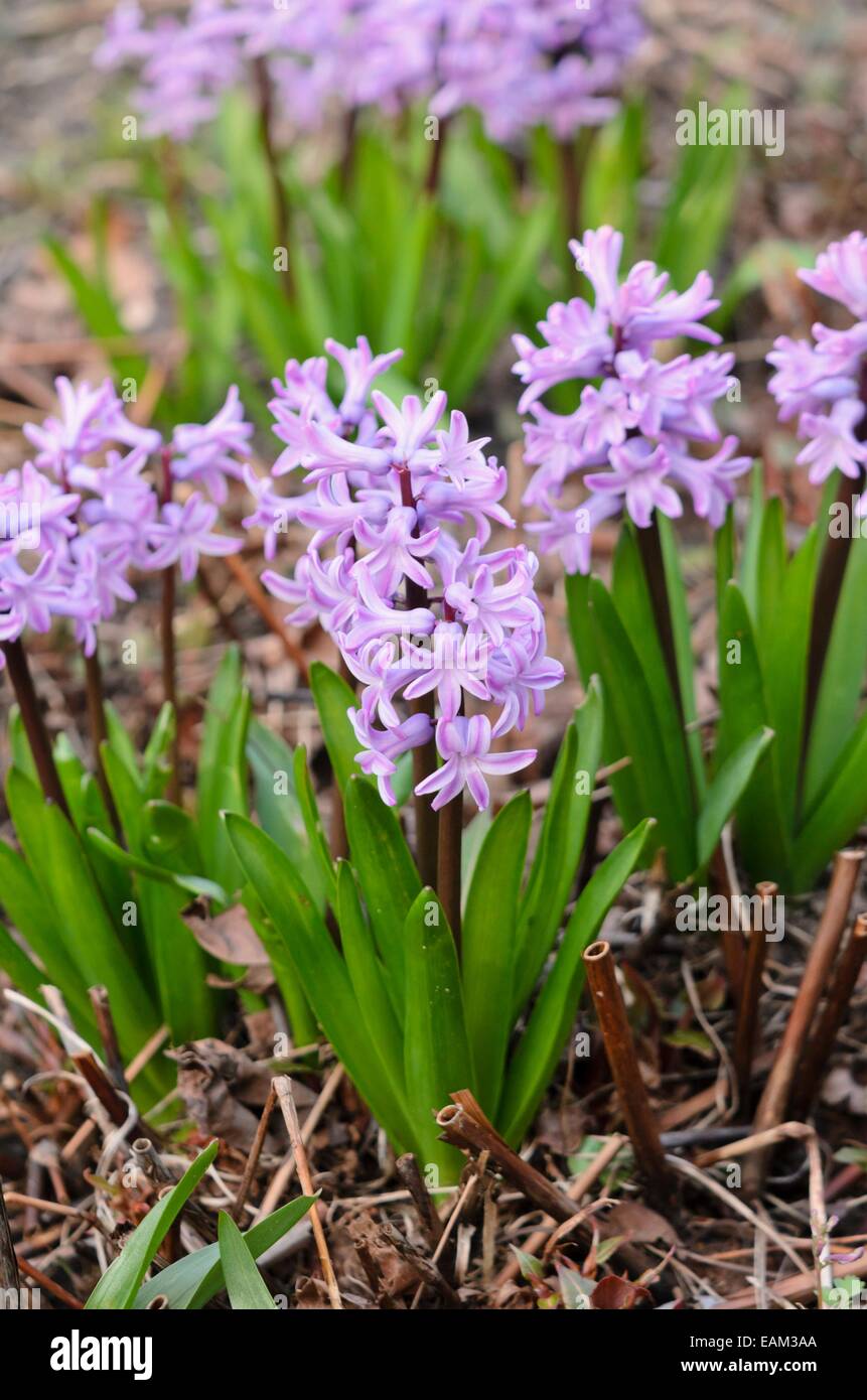 Flora hyacinth hi-res stock photography and images - Alamy