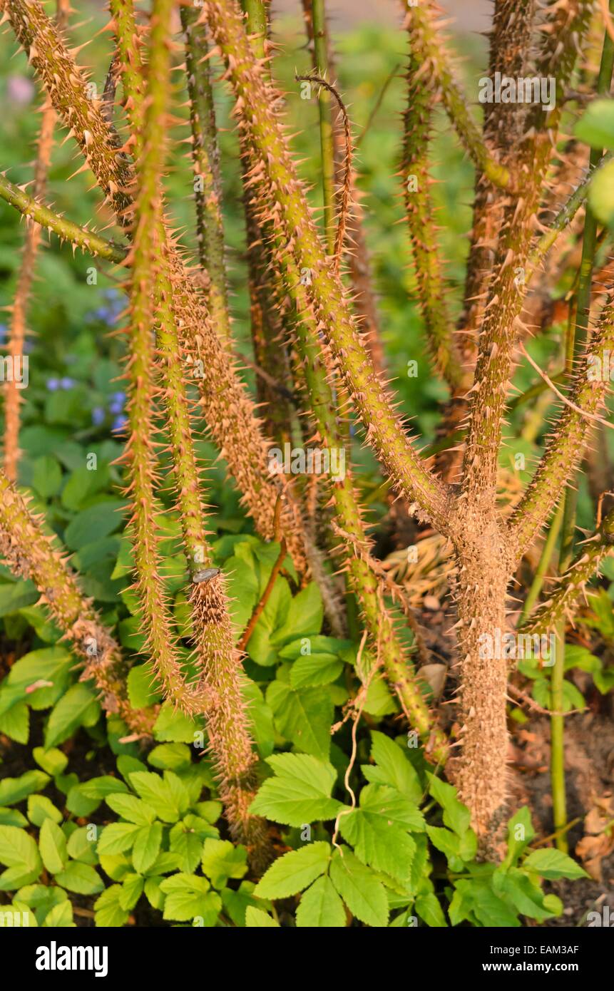 Rose (Rosa Maigold Stock Photo - Alamy