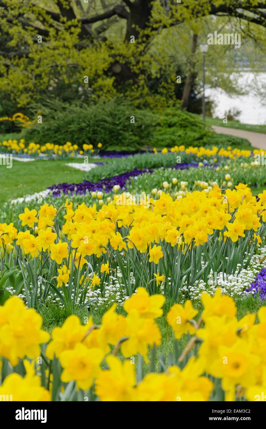 Daffodil daffodils narcissus hi-res stock photography and images - Alamy