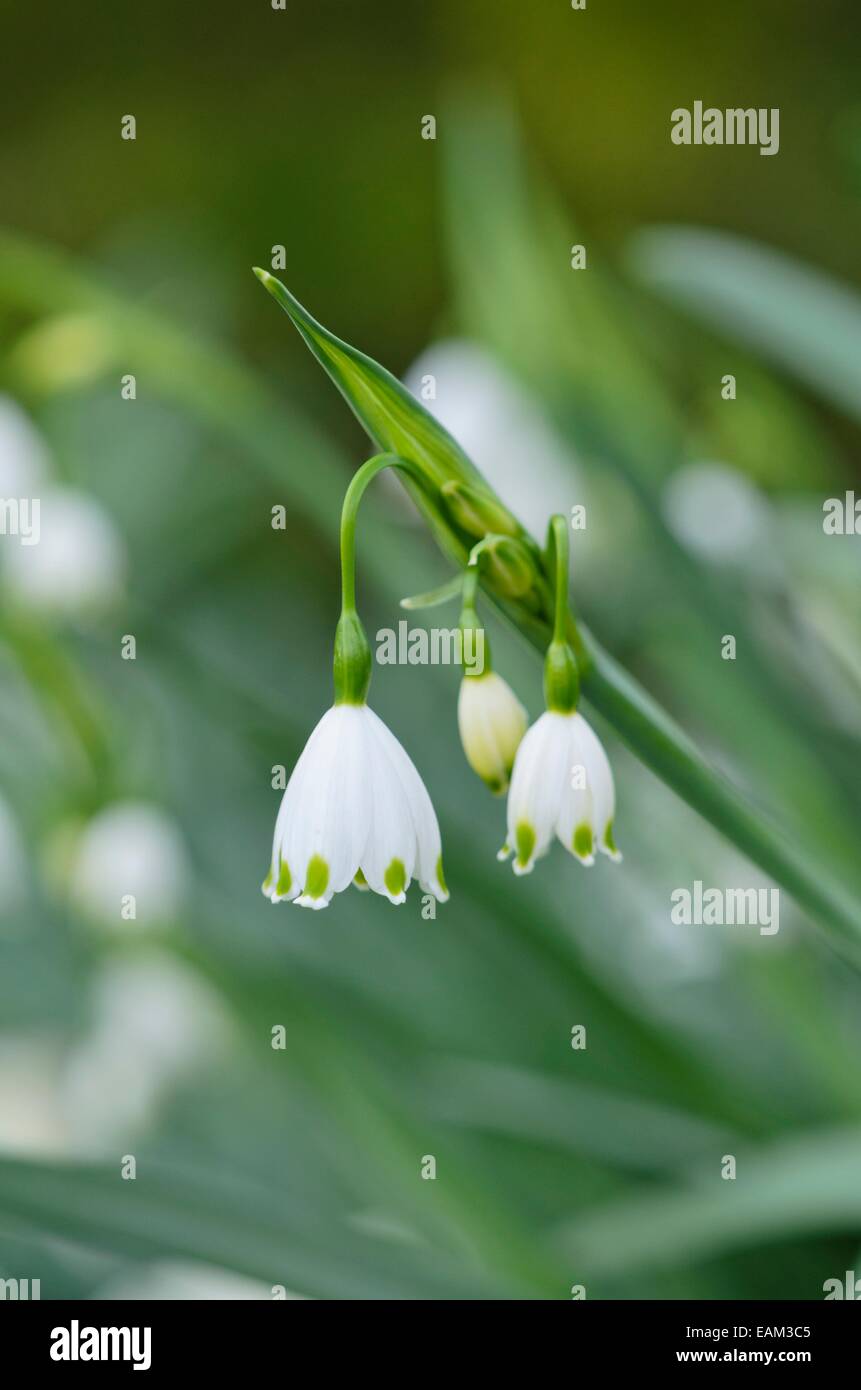 Summer snowflake (Leucojum aestivum 'Gravetye Giant' Stock Photo - Alamy