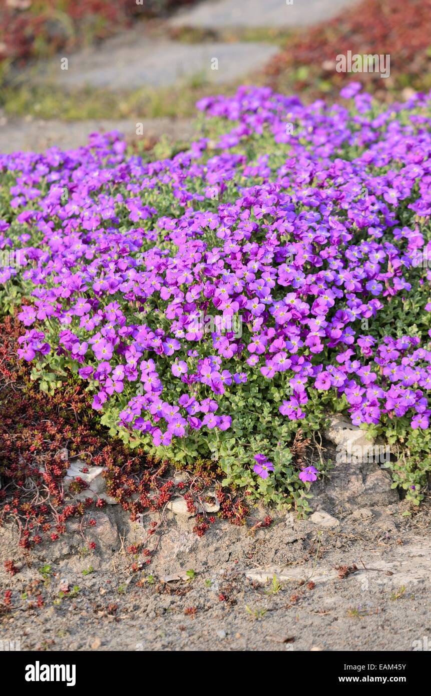 Aubrieta plants hi-res stock photography and images - Alamy