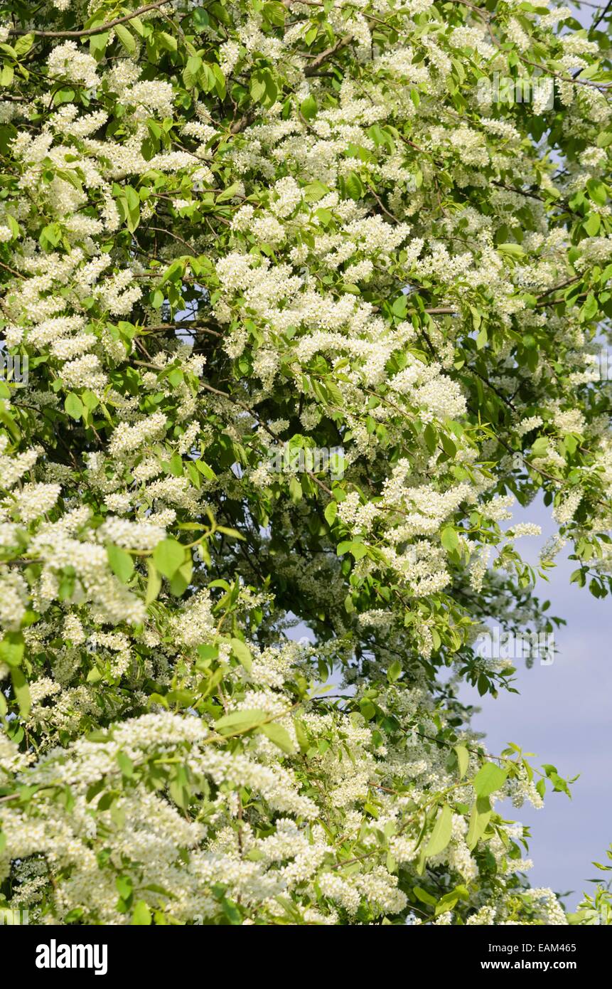 Prunus padus tree flowers hi-res stock photography and images - Alamy