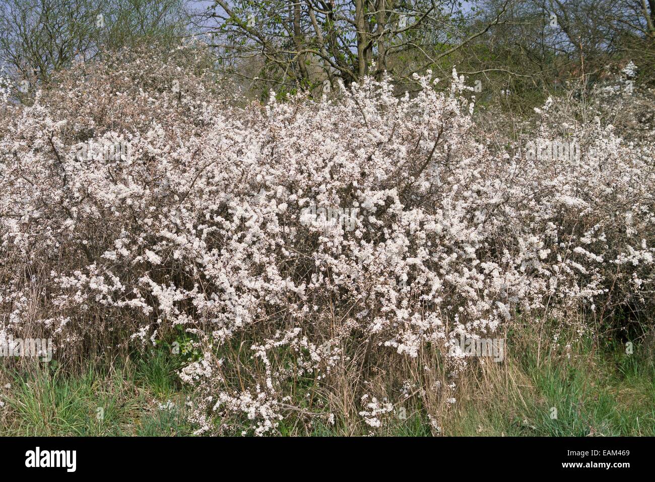 Sloe (Prunus spinosa Stock Photo - Alamy
