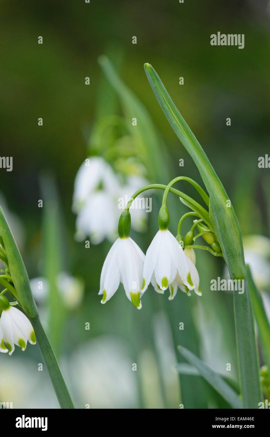 Summer snowflake (Leucojum aestivum 'Gravetye Giant' Stock Photo - Alamy