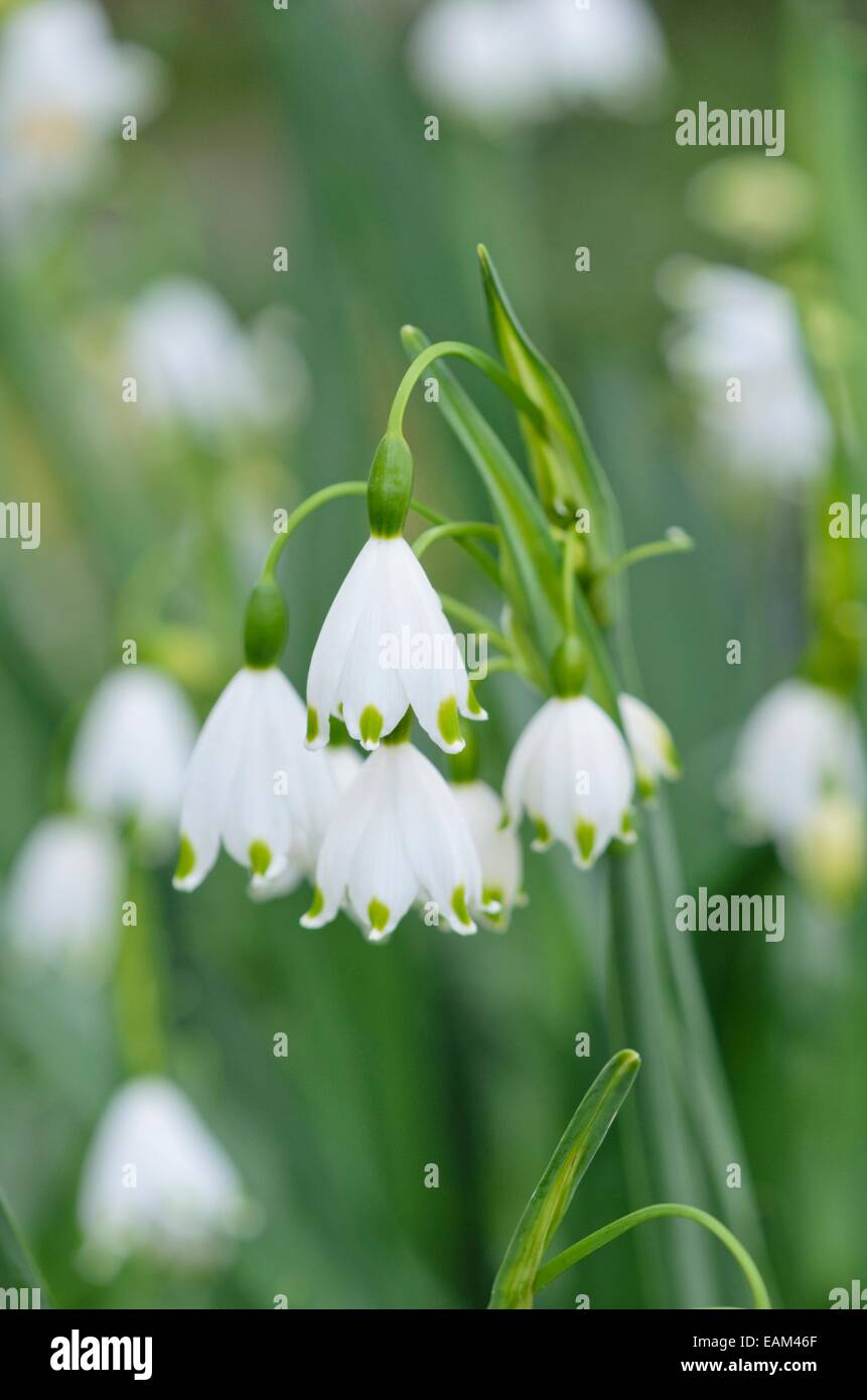 Summer snowflake (Leucojum aestivum 'Gravetye Giant' Stock Photo - Alamy
